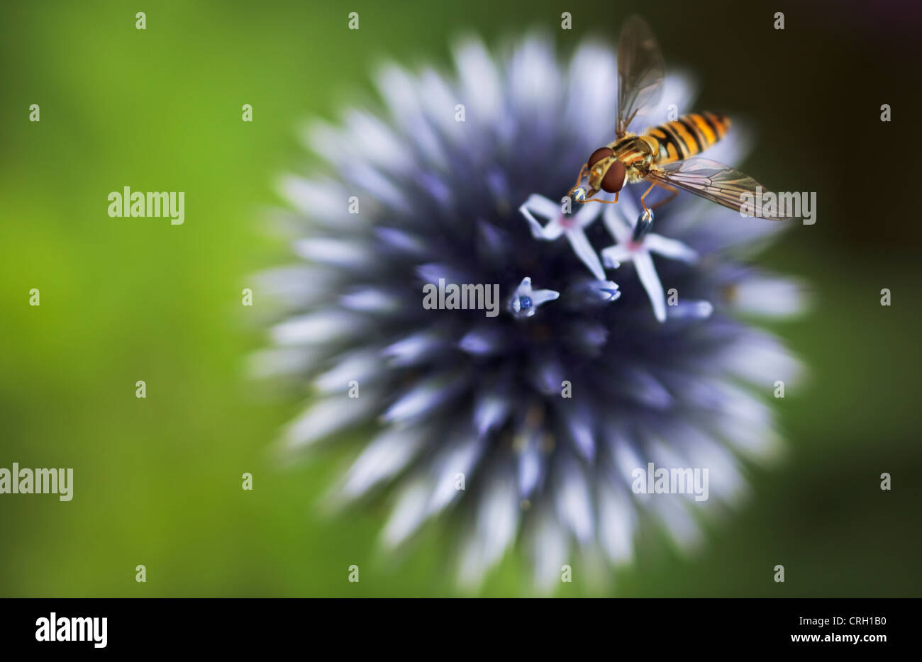 Echinops ritro im sommer -Fotos und -Bildmaterial in hoher Auflösung ...