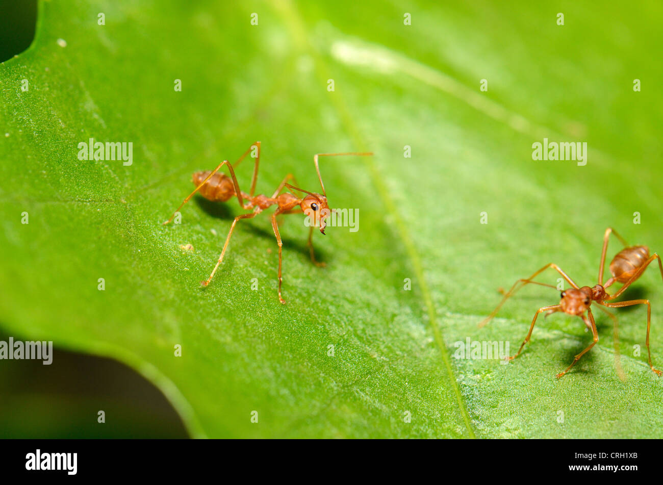 Waldameisen Rote Ameisen Stockfotos und -bilder Kaufen - Alamy