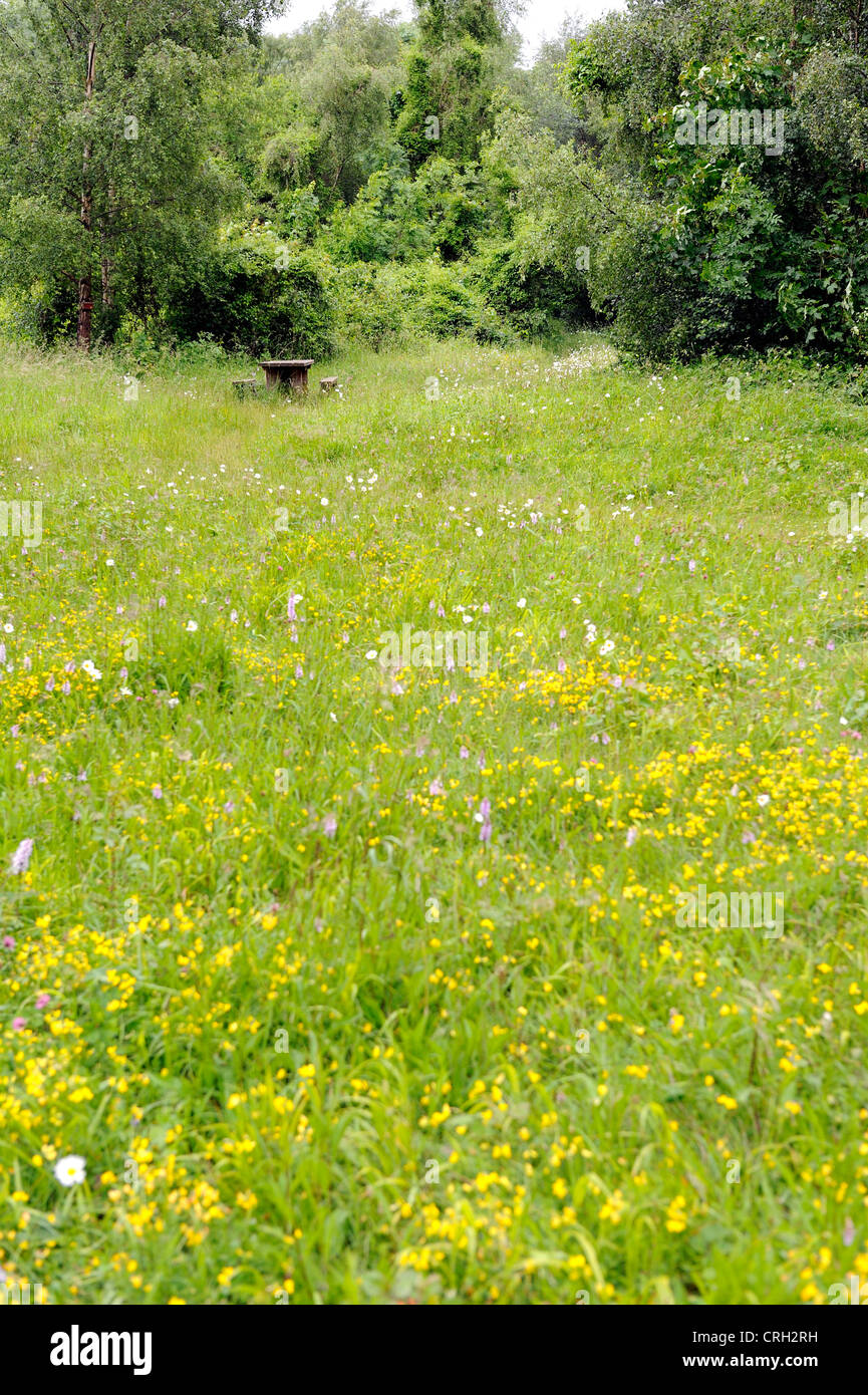 Offenen Rodungen mit Holzbank und Tisch und einer Wildblumenwiese ...