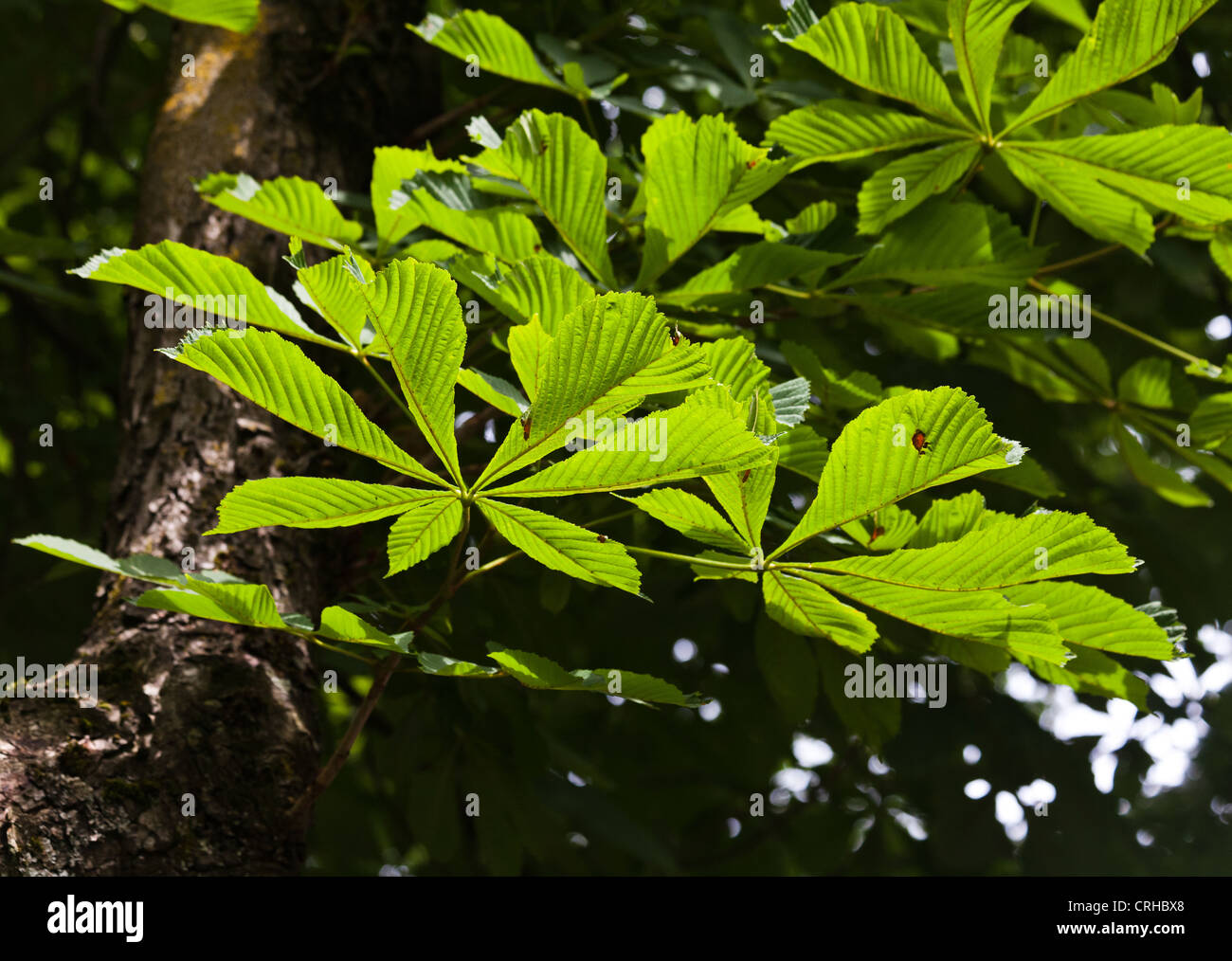 Aesculus Chinensis, Laubbaum, der Samen ist reich an Saponinen ...