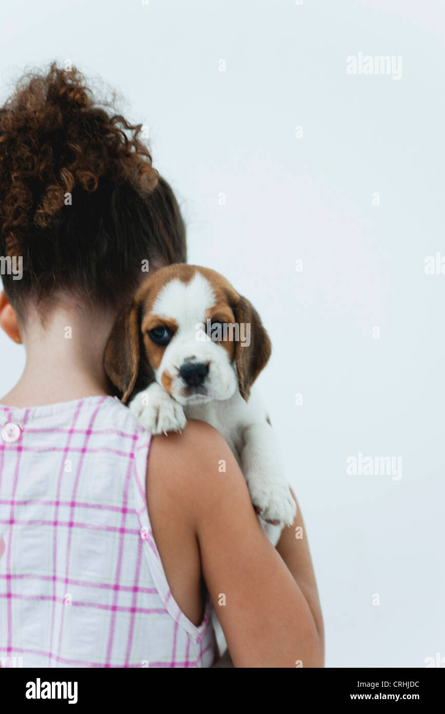 Beagle welpen mit alter -Fotos und -Bildmaterial in hoher Auflösung – Alamy