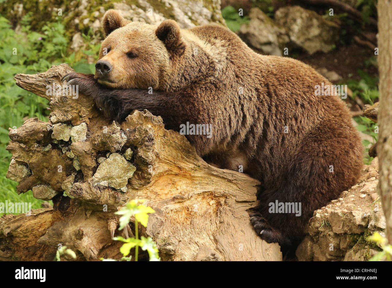 Brauner Bär schlafen Stockfotografie - Alamy