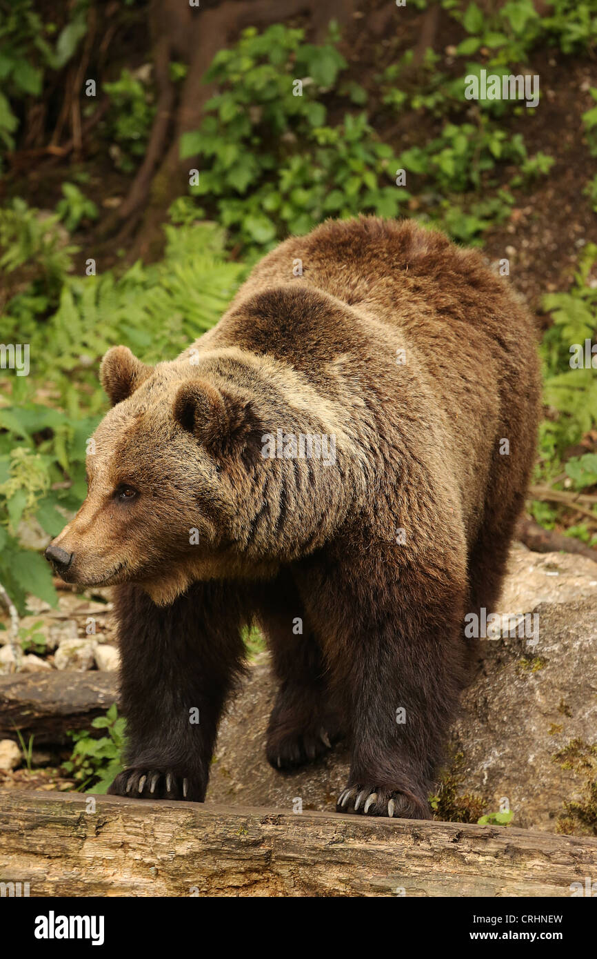 Brown Bear Sleeping Stockfotos und -bilder Kaufen - Alamy
