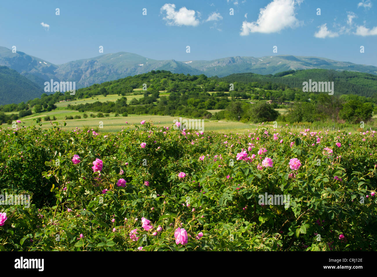 Duftende wolke stieg -Fotos und -Bildmaterial in hoher Auflösung – Alamy