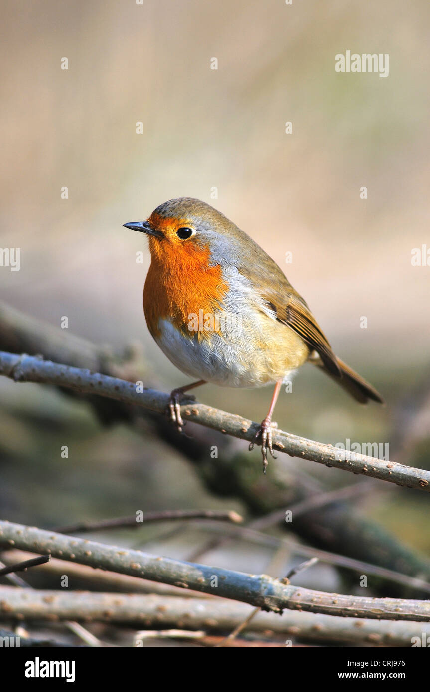 Robin bird -Fotos und -Bildmaterial in hoher Auflösung – Alamy