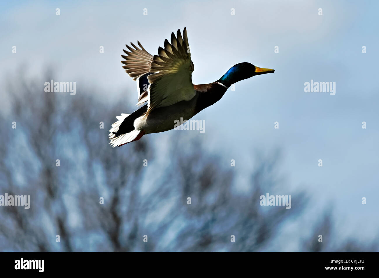 Ente Im Flug Stockfotos und -bilder Kaufen - Alamy