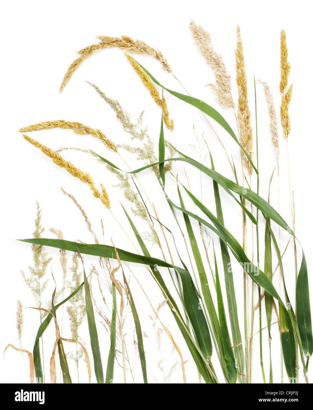 Lange Gräser Stockfotos und -bilder Kaufen - Alamy