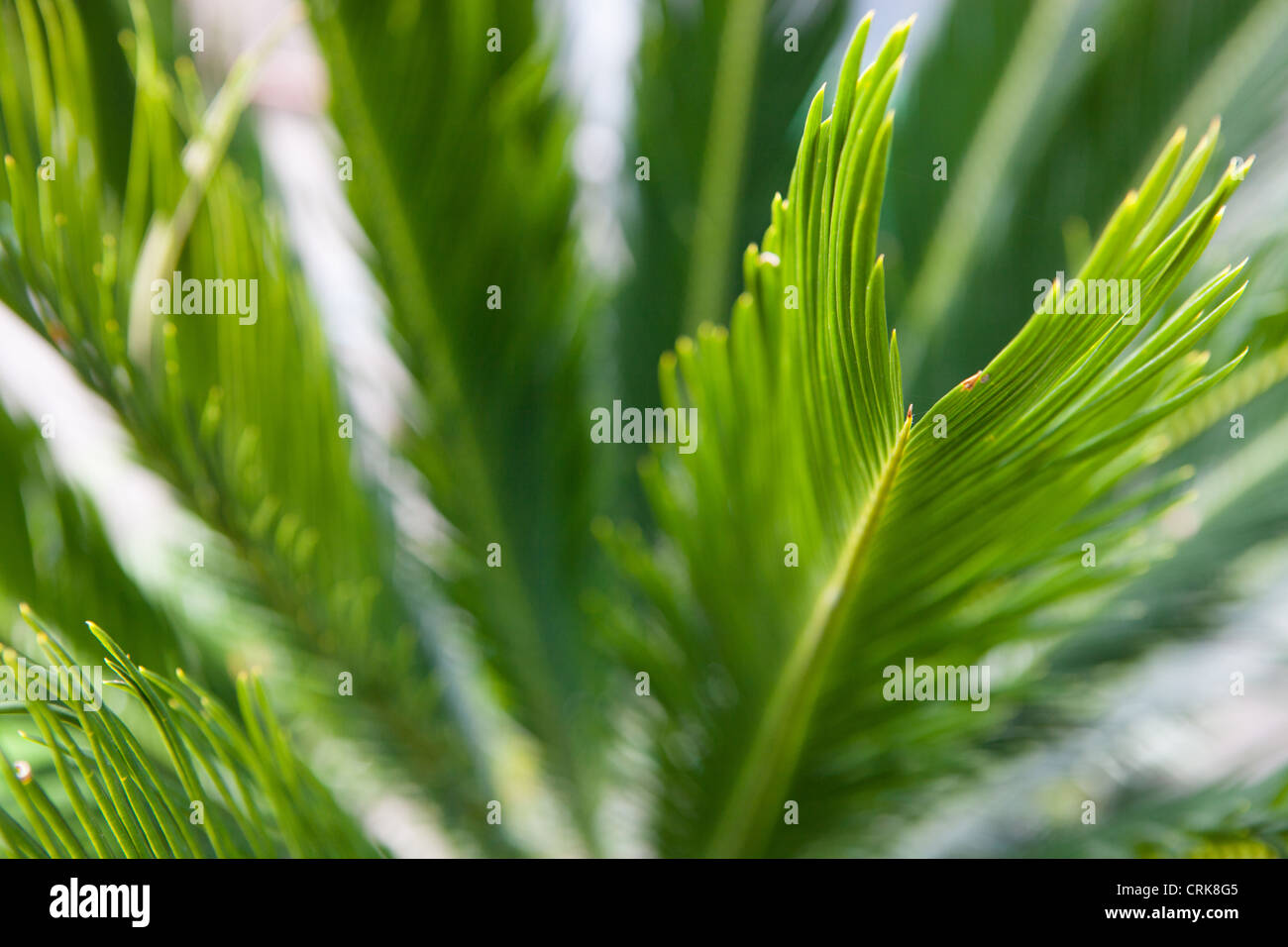 CYCAS Revoluta (Sago Cycadee, japanische Sagopalme Stockfotografie - Alamy