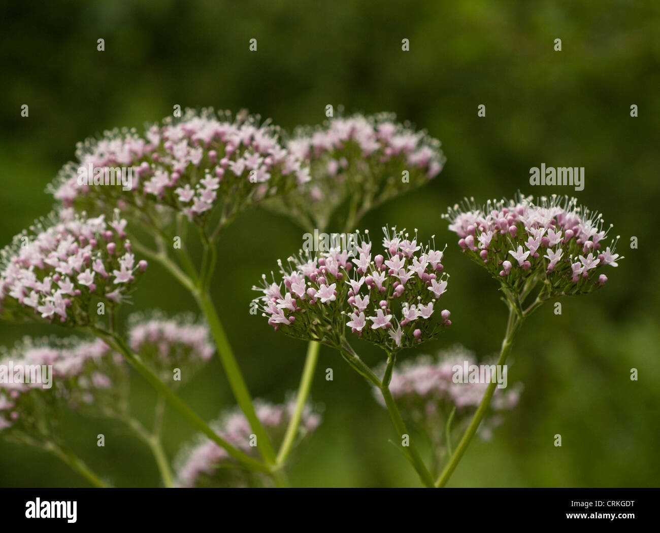 Kleiner baldrian -Fotos und -Bildmaterial in hoher Auflösung – Alamy