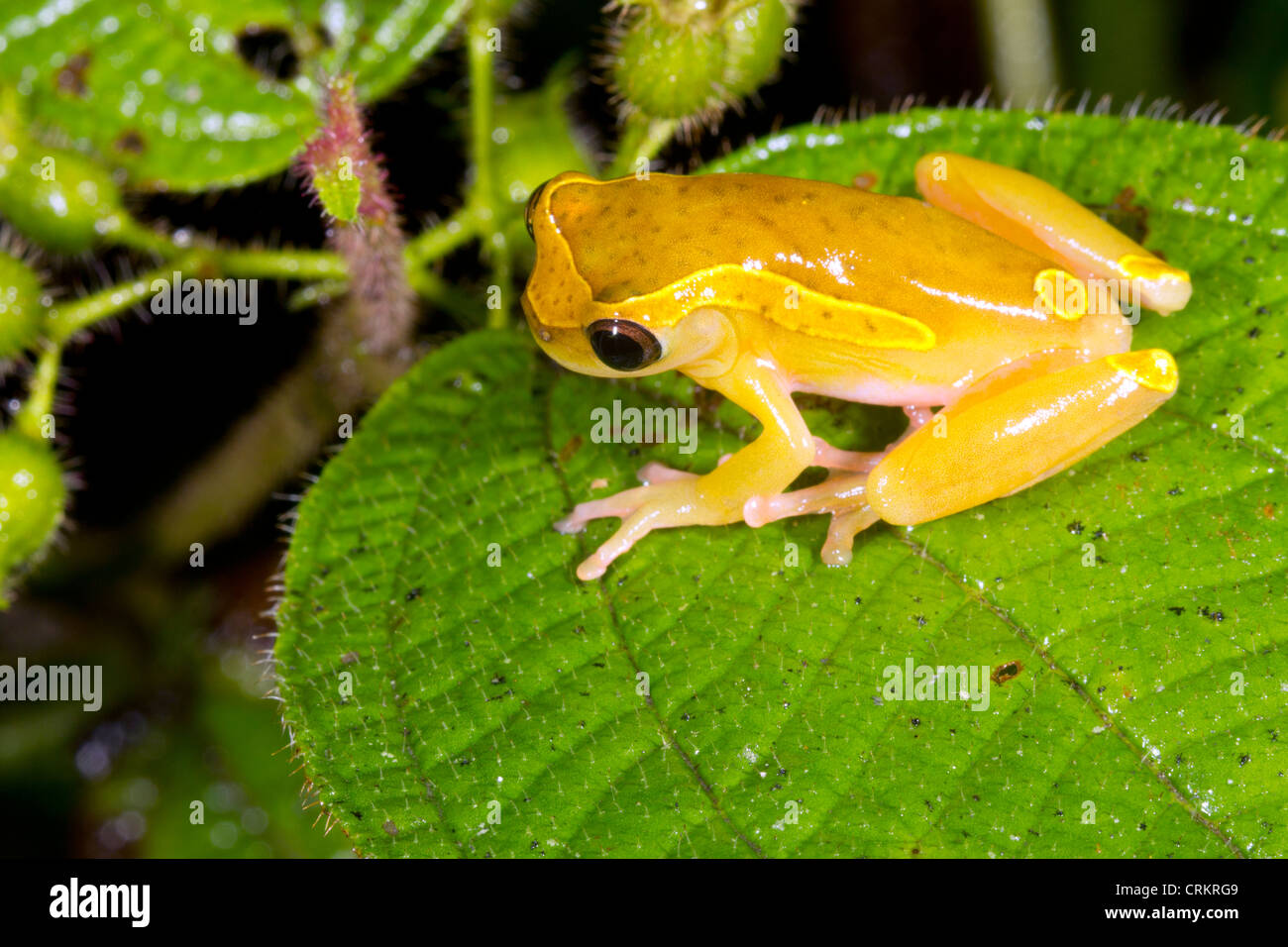 Oberer amazonas regenfrosch -Fotos und -Bildmaterial in hoher Auflösung ...