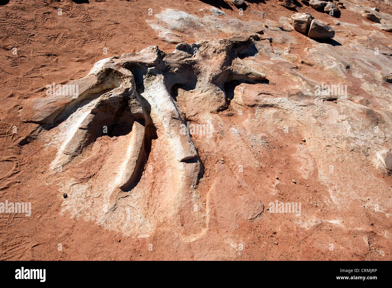 Versteinerte dinosaurier skelett -Fotos und -Bildmaterial in hoher ...