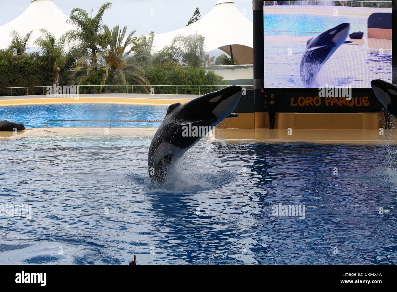 Orca (Schwertwal) springen aus dem Wasser im Loro Parque ...