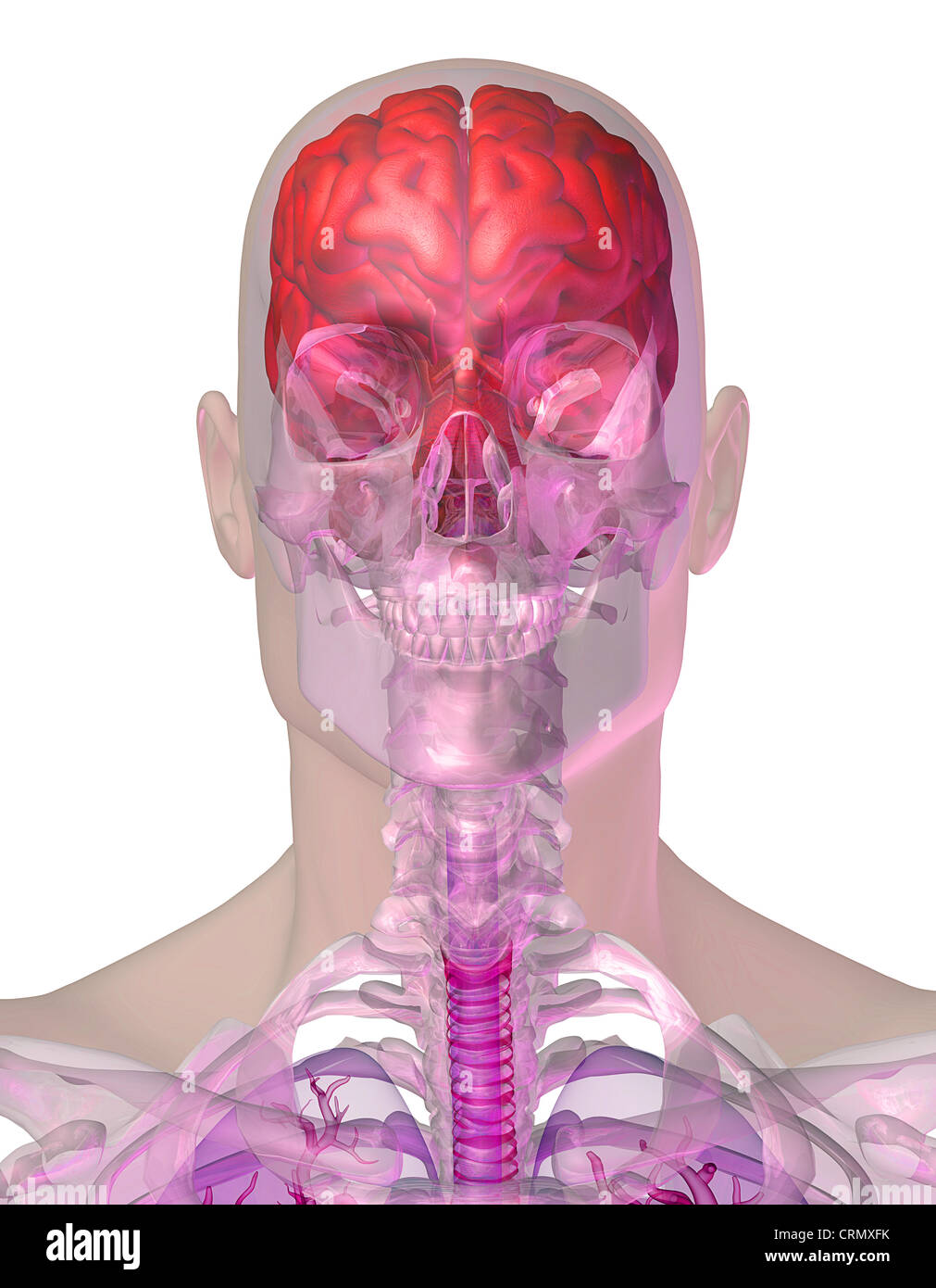 Anatomie des menschlichen kopfes -Fotos und -Bildmaterial in hoher ...