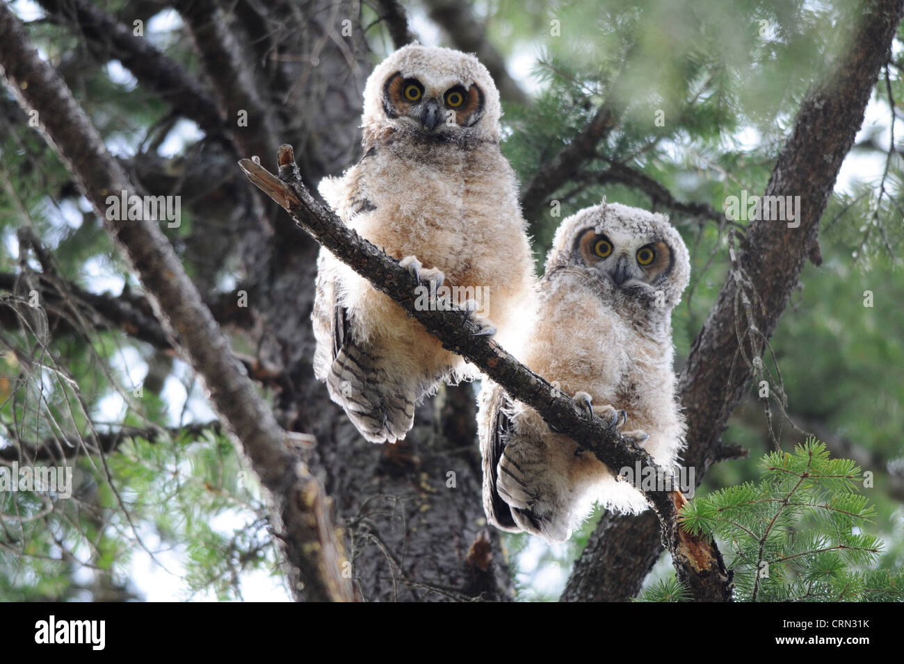 Baby eulen im baum -Fotos und -Bildmaterial in hoher Auflösung – Alamy