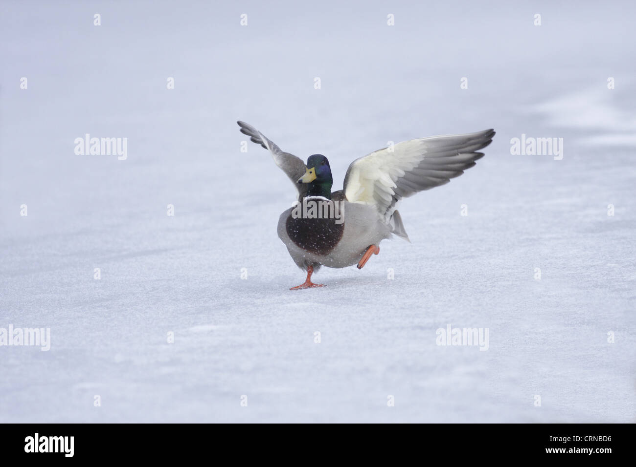 Tiere rutschen auf eis -Fotos und -Bildmaterial in hoher Auflösung – Alamy