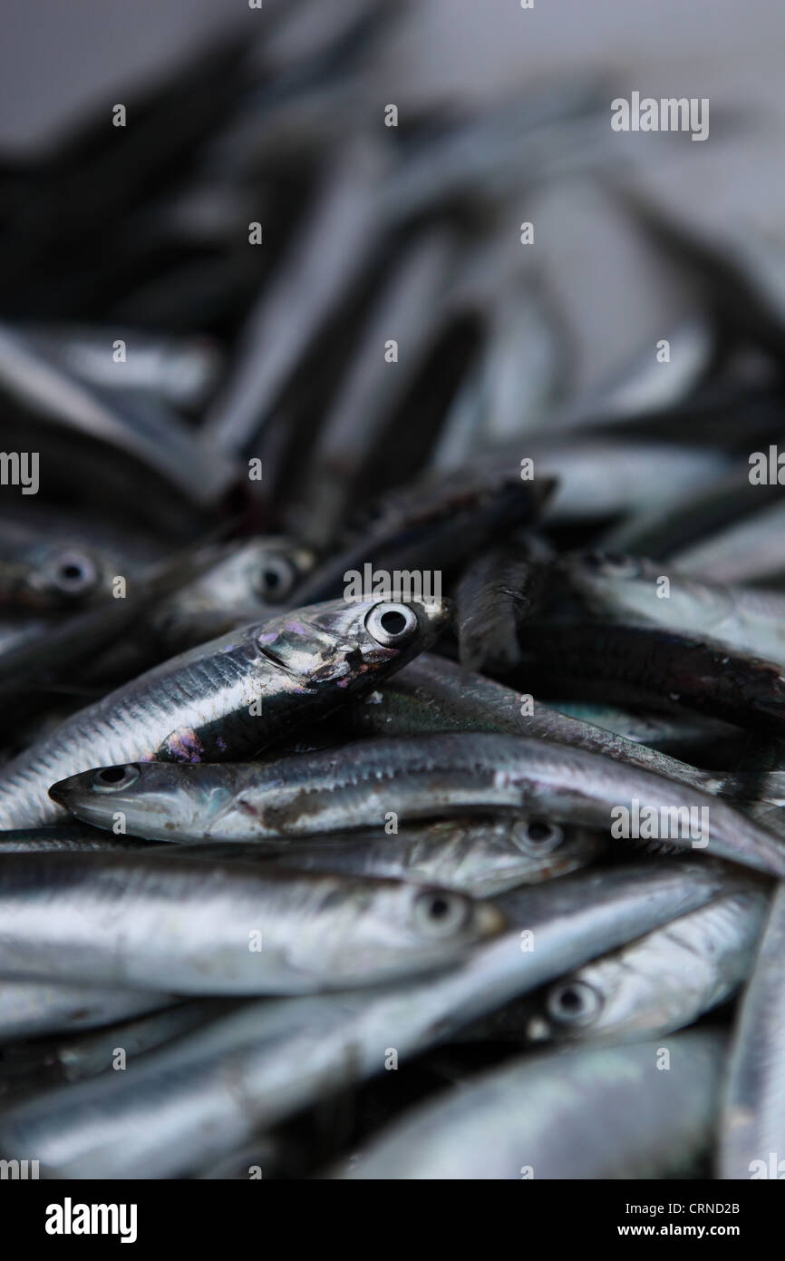 Sardines illustration -Fotos und -Bildmaterial in hoher Auflösung – Alamy