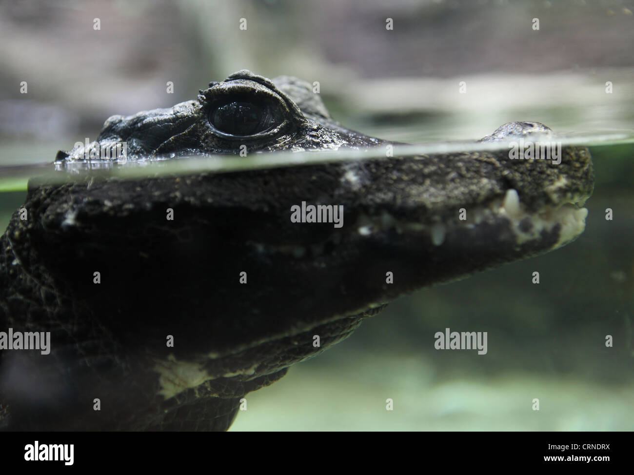 Salzkrokodil im zoo -Fotos und -Bildmaterial in hoher Auflösung – Alamy
