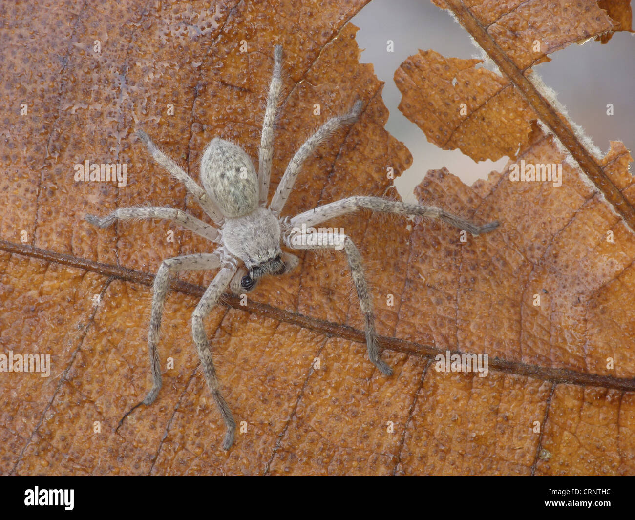 Berg Huntsman Spider (Isopeda Montana) junge Instar, Wandern unter ...