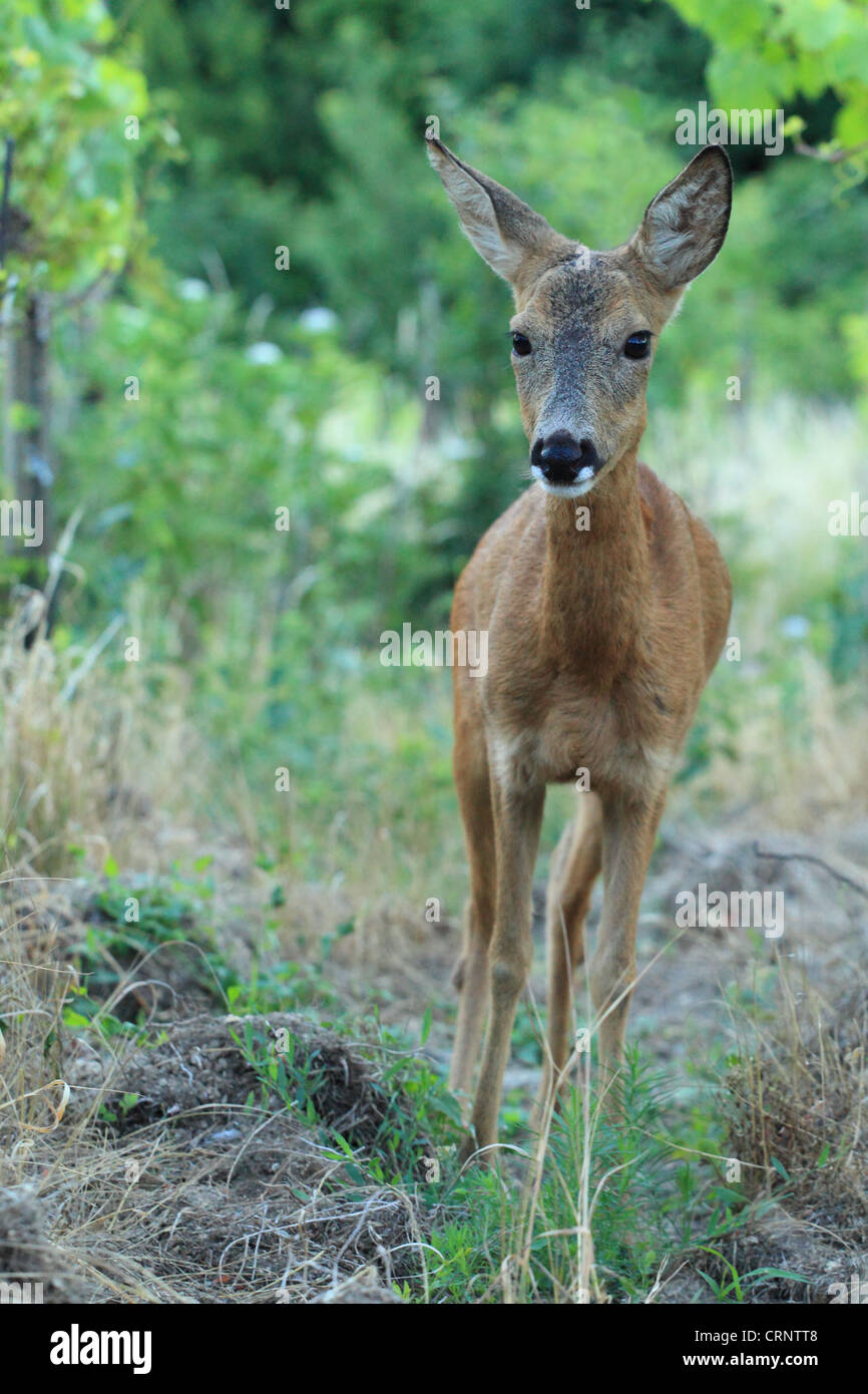 Western roe deer -Fotos und -Bildmaterial in hoher Auflösung – Alamy