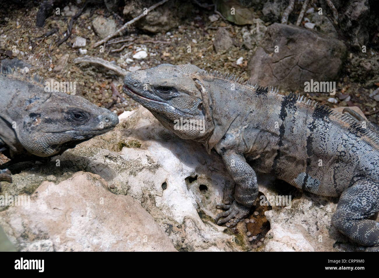 Leguane riviera maya -Fotos und -Bildmaterial in hoher Auflösung – Alamy