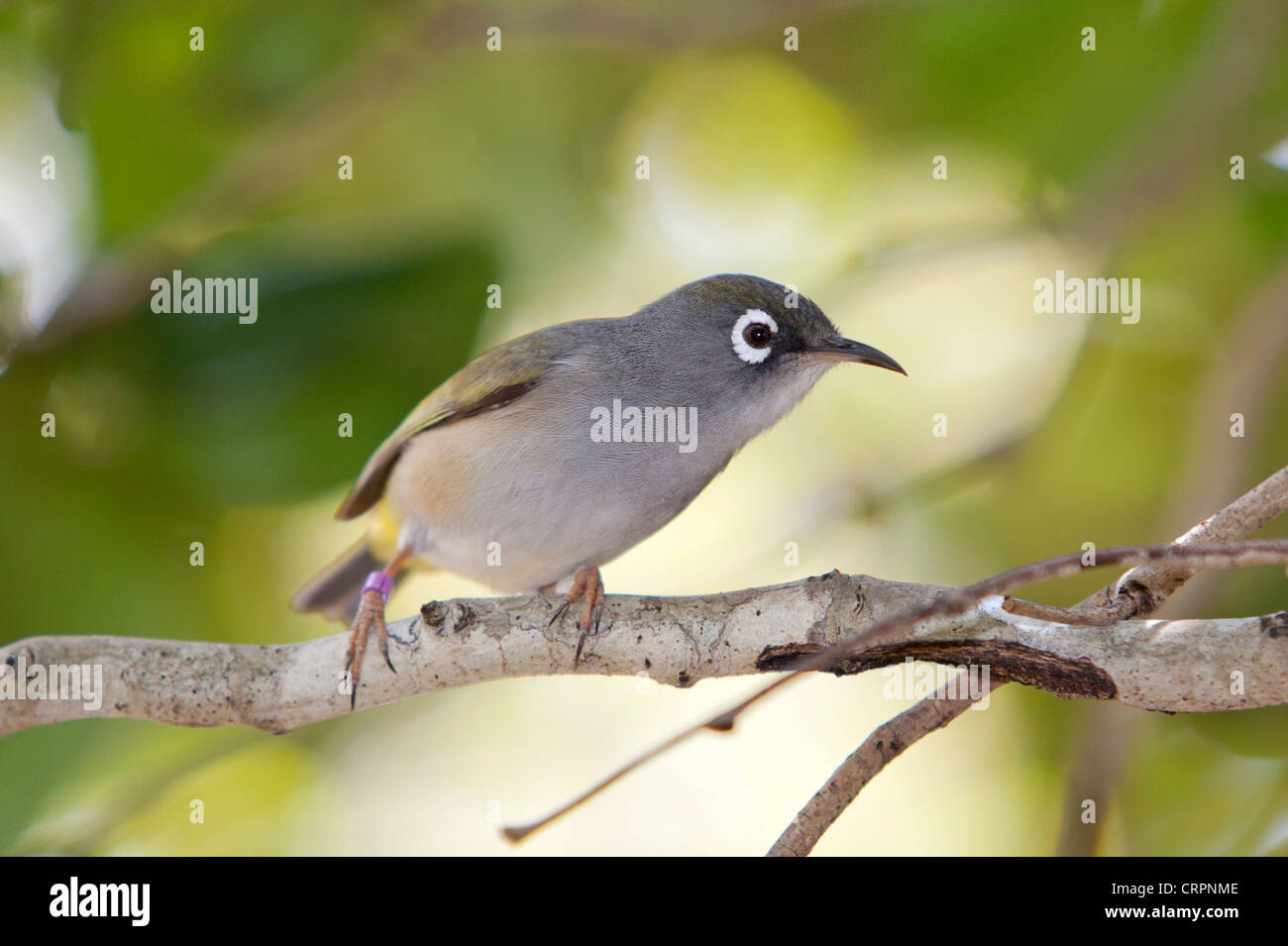 Mauritius Olive White-eye (Zosterops Chloronothos), Ile Aux Aigrettes ...