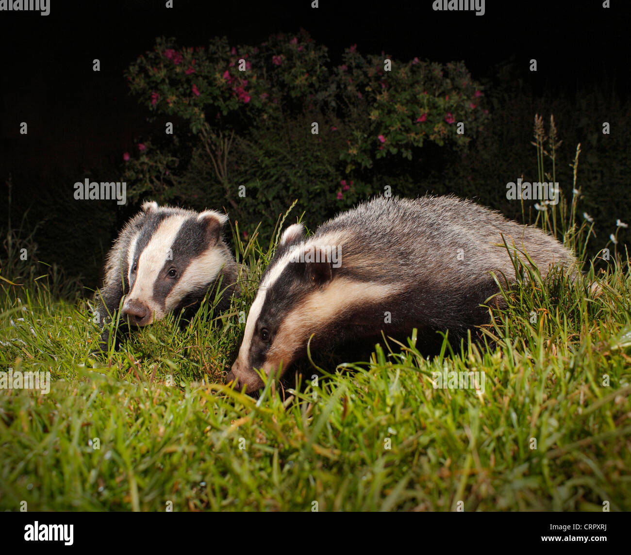 Dachse in england -Fotos und -Bildmaterial in hoher Auflösung – Alamy