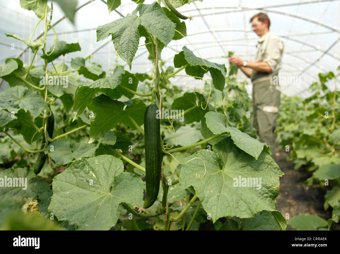 Gurken-Anbau auf einem Bio-Bauernhof in Essen Stockfotografie - Alamy