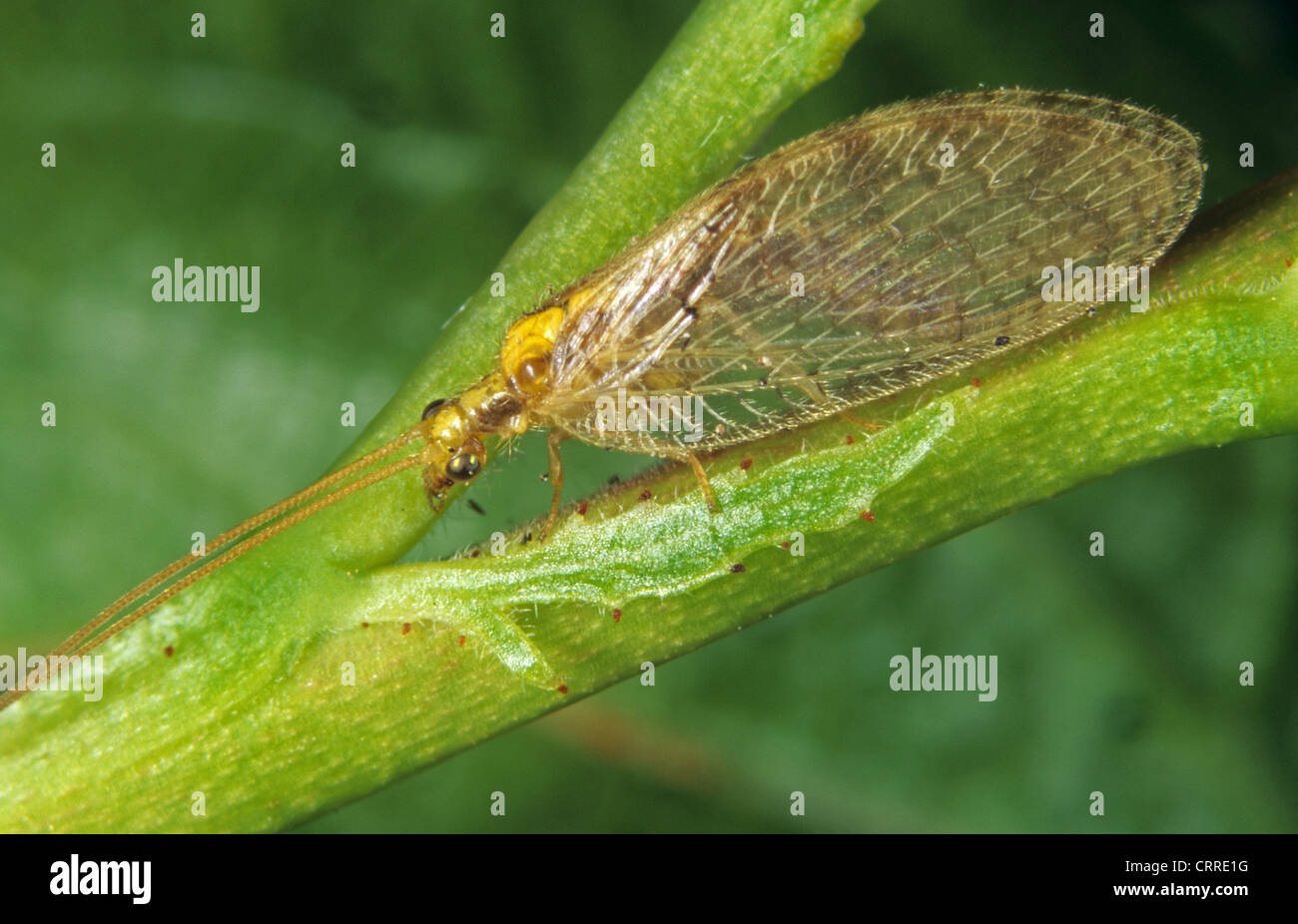 Braune Florfliegen (Hemerobius Humulinus) Erwachsene auf Pflaume Blatt ...