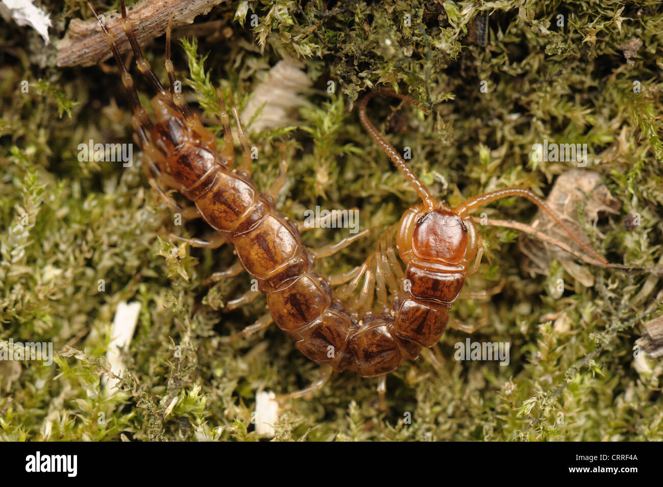 Ein tausendfüssler lithobius forficatus nach Stockfotografie - Alamy