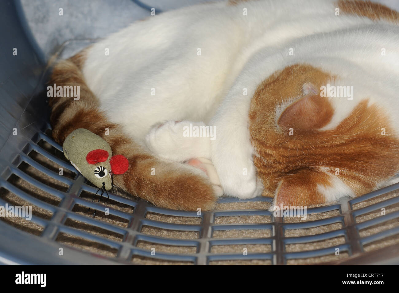 Fake mouse -Fotos und -Bildmaterial in hoher Auflösung – Alamy
