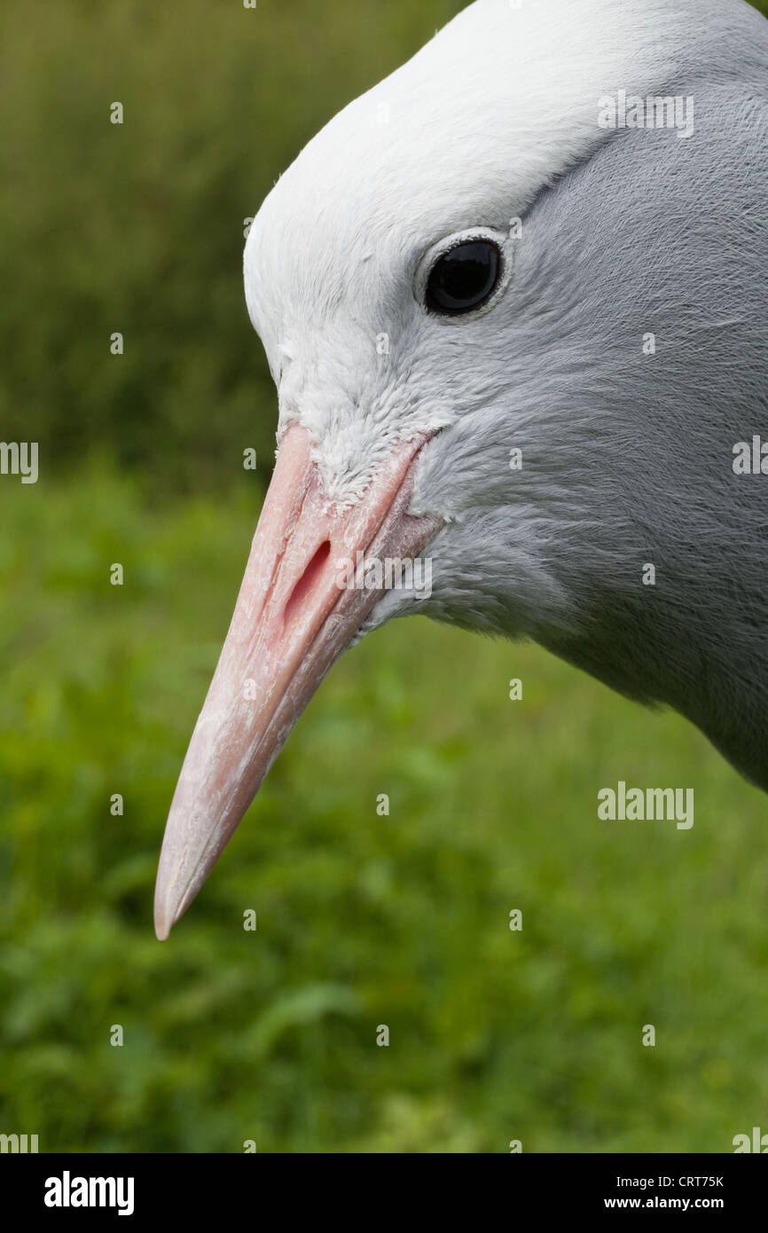 Blau, Stanley oder Paradies Kran (Anthropoides rothschildi). Schnabel ...