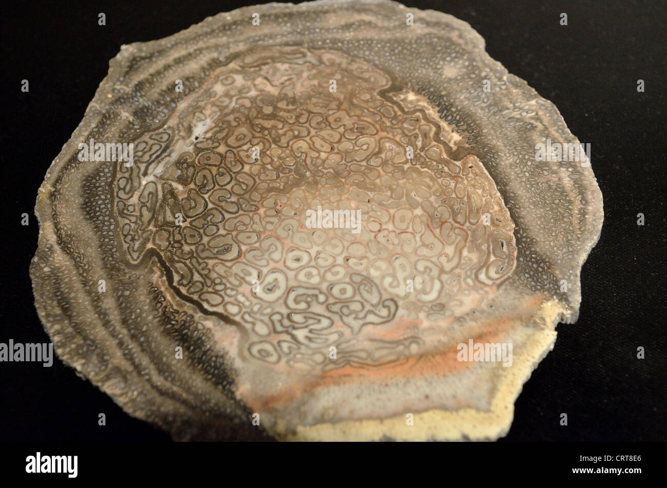 Permische fossilien -Fotos und -Bildmaterial in hoher Auflösung – Alamy