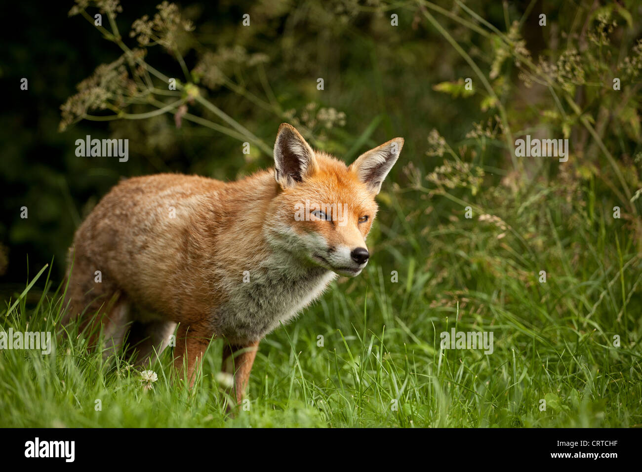 Stehender rotfuchs -Fotos und -Bildmaterial in hoher Auflösung – Alamy