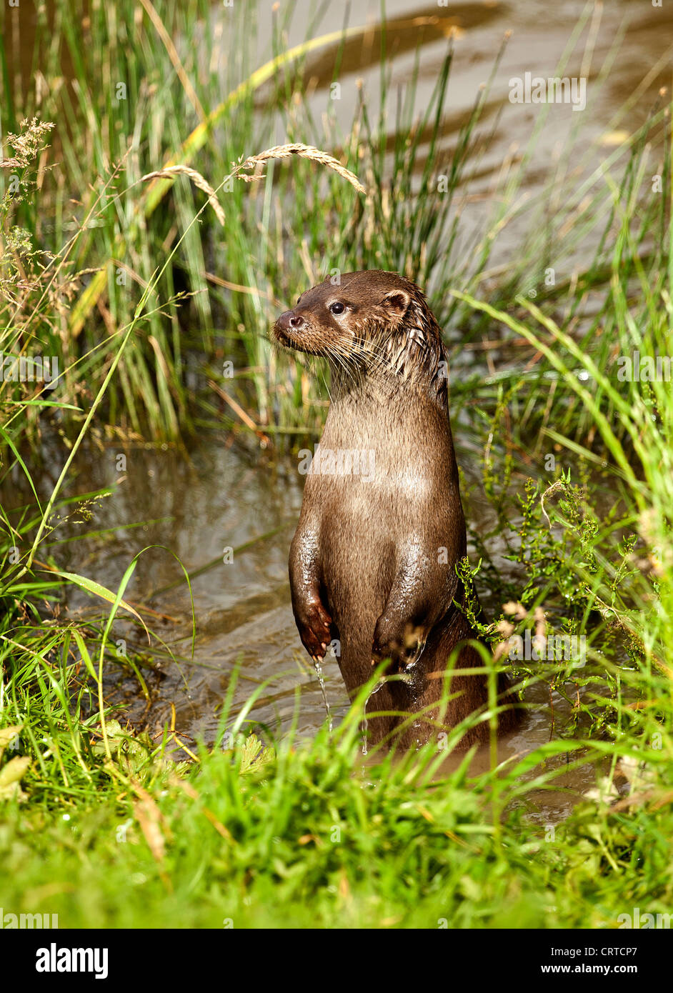 Stehender otter -Fotos und -Bildmaterial in hoher Auflösung – Alamy