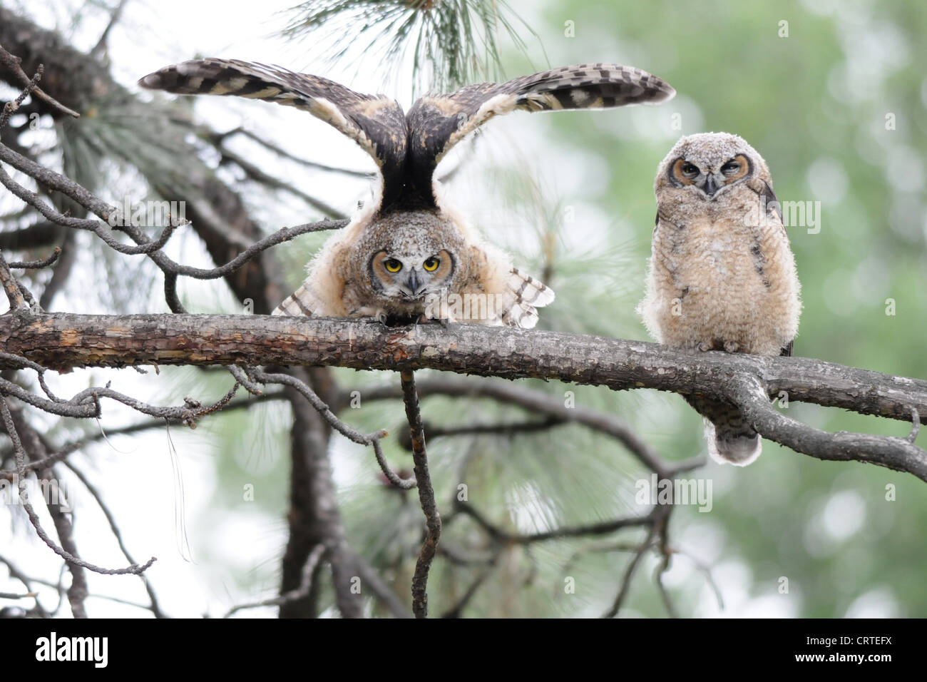 Baby eulen im baum -Fotos und -Bildmaterial in hoher Auflösung – Alamy