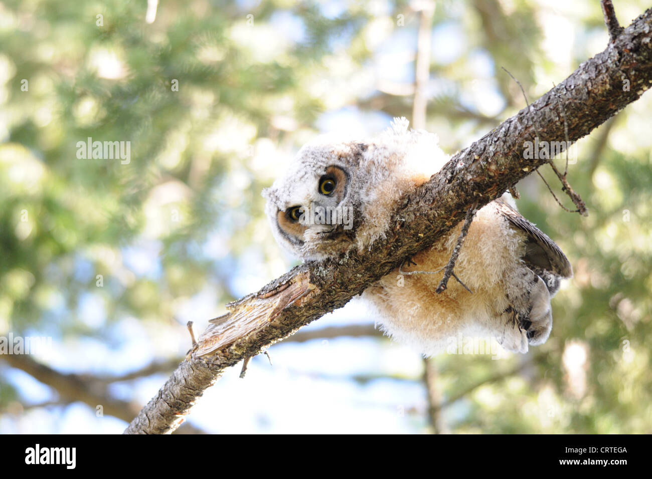 Müde eule -Fotos und -Bildmaterial in hoher Auflösung – Alamy