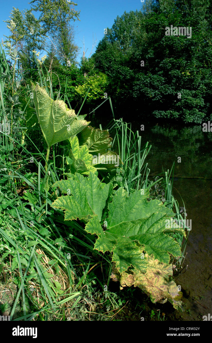 Wilder riesiger rhabarber -Fotos und -Bildmaterial in hoher Auflösung ...