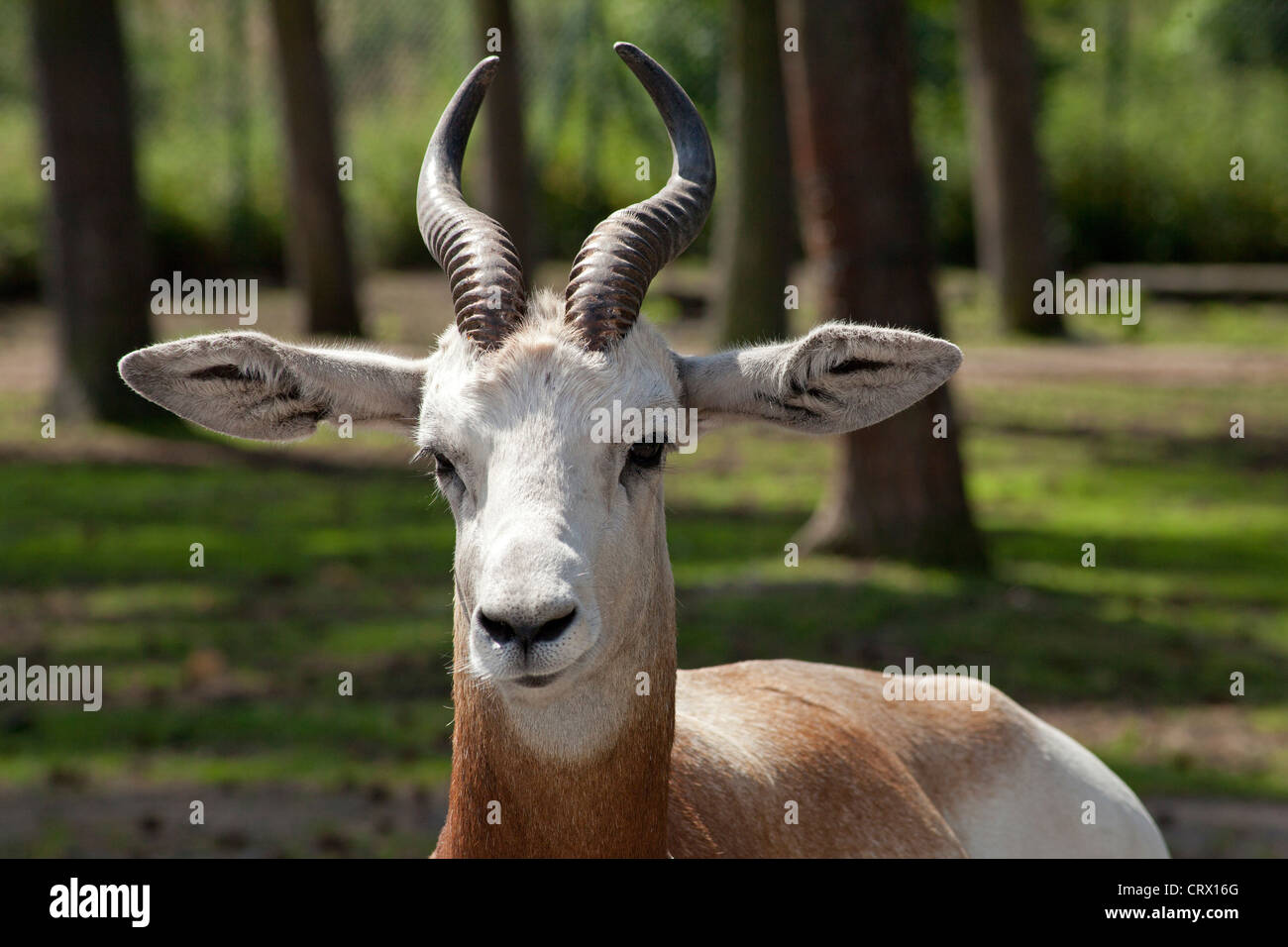 Dama damagazelle -Fotos und -Bildmaterial in hoher Auflösung – Alamy