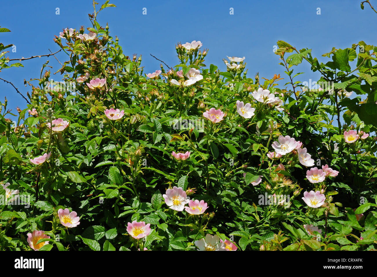 Heckenrosen, Rosa Canina in englischen Hecke blüht Stockfotografie - Alamy