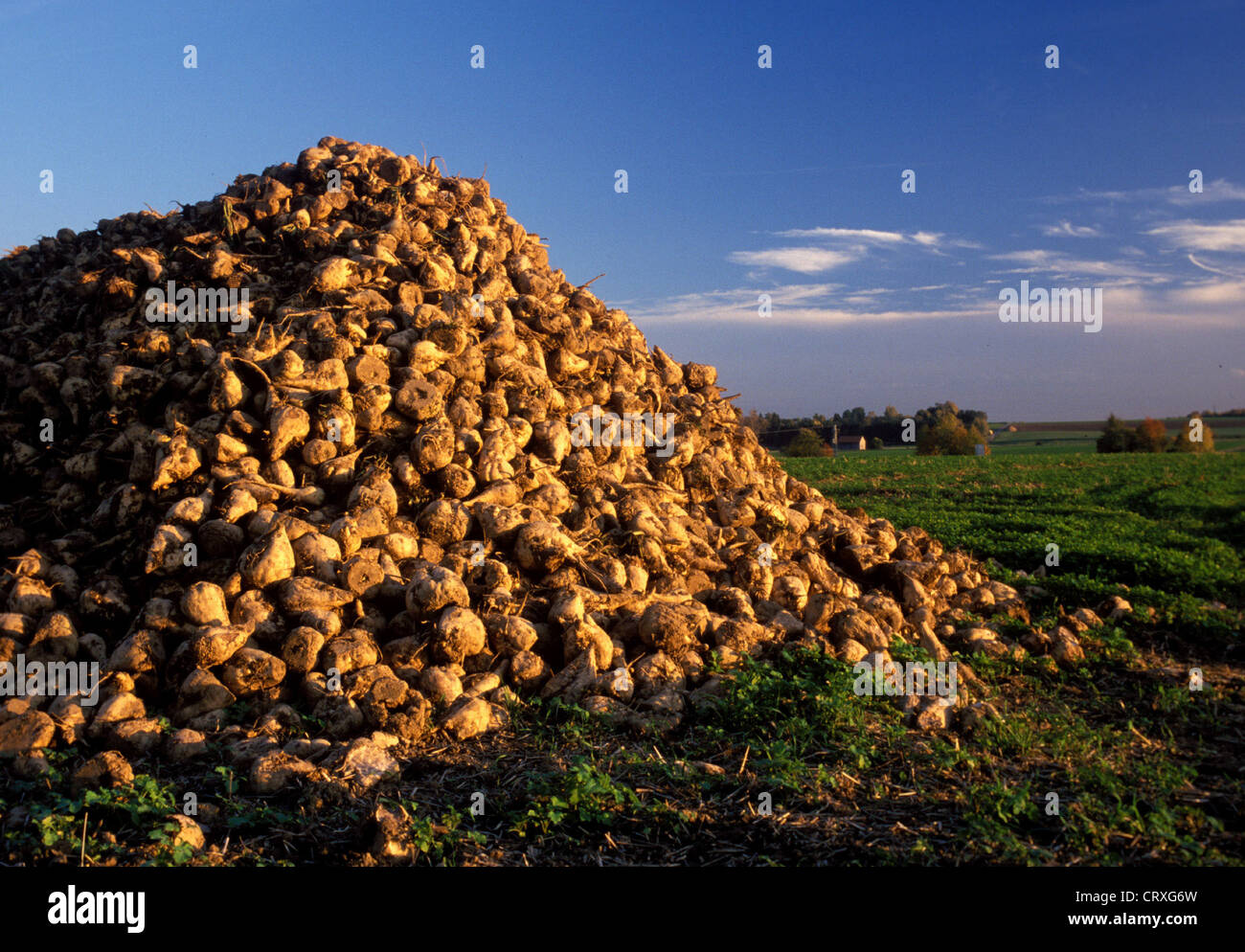 Frisch geernteten Zuckerrüben Stockfotografie - Alamy