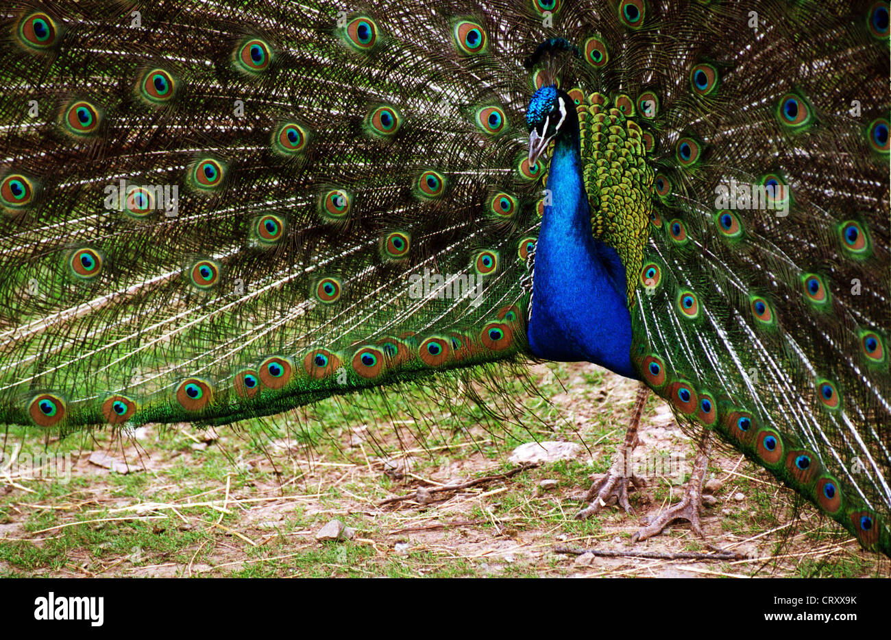 Pfau schlägt eine Rad Stockfotografie - Alamy