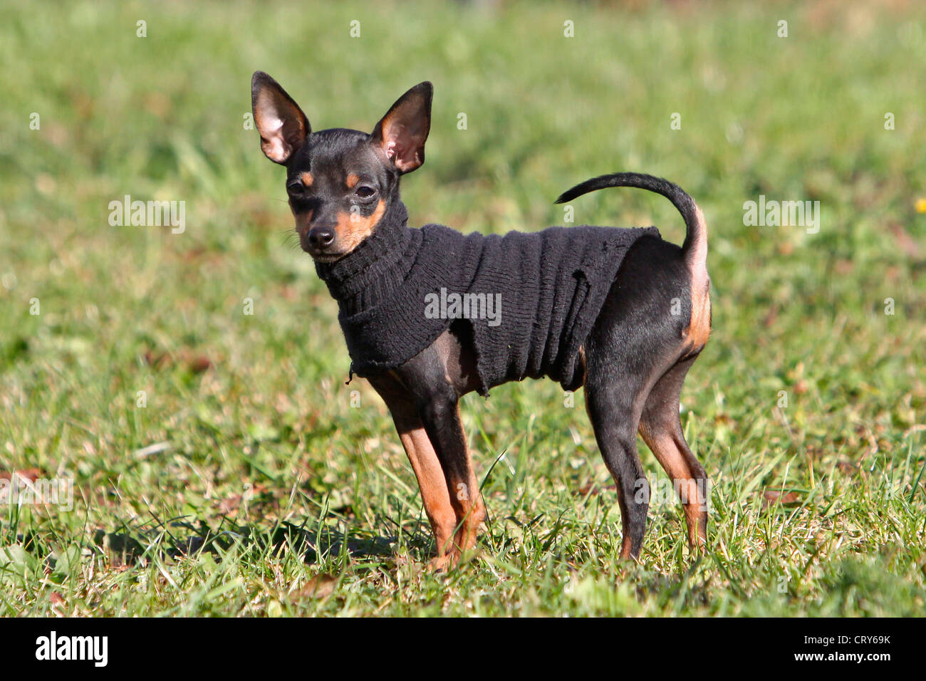 Prager rattler -Fotos und -Bildmaterial in hoher Auflösung – Alamy