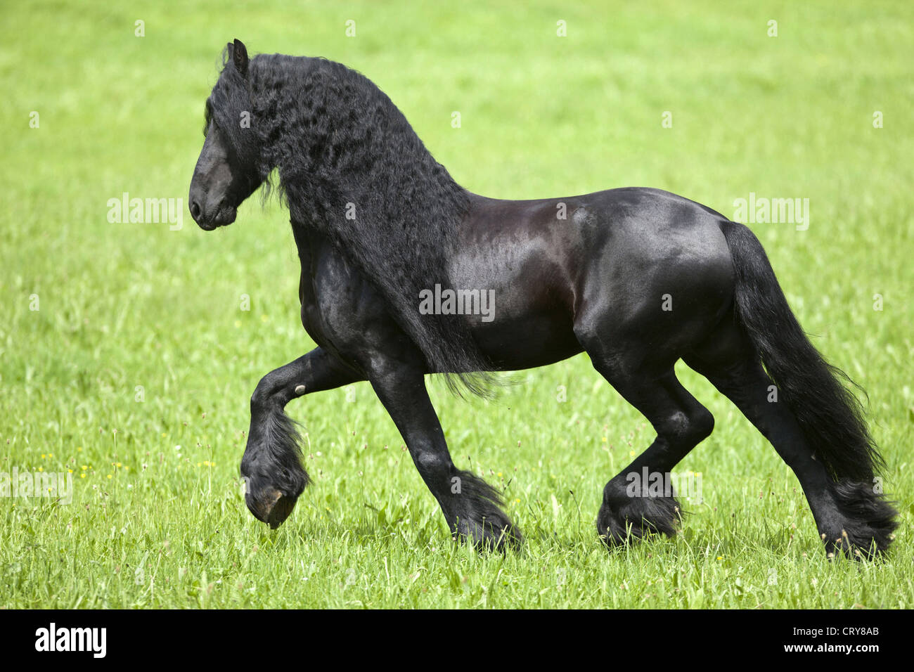 Friesen Pferd Hengst Nanne Trab Wiese Stockfotografie - Alamy