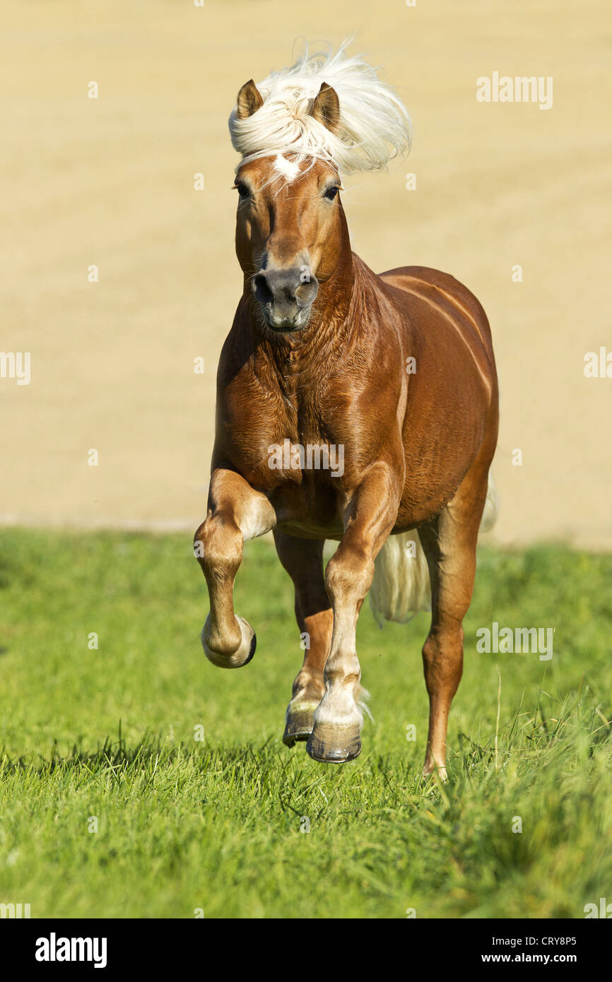 Haflinger Horse Chestnut Stallion Galloping Stockfotos und -bilder ...