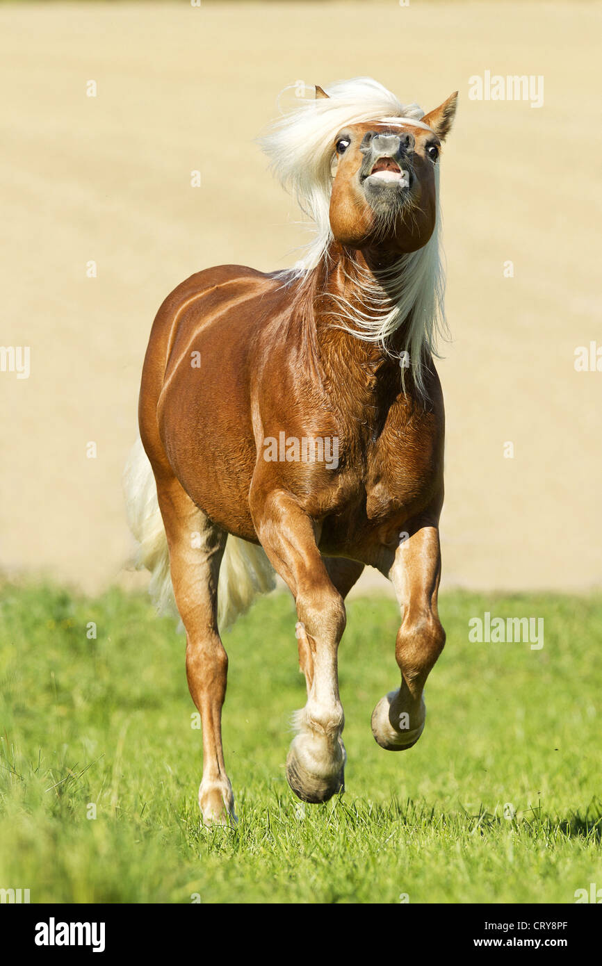 Haflinger Pferd Hengst Amigo Galopp Wiese beim Wiehern Stockfotografie ...