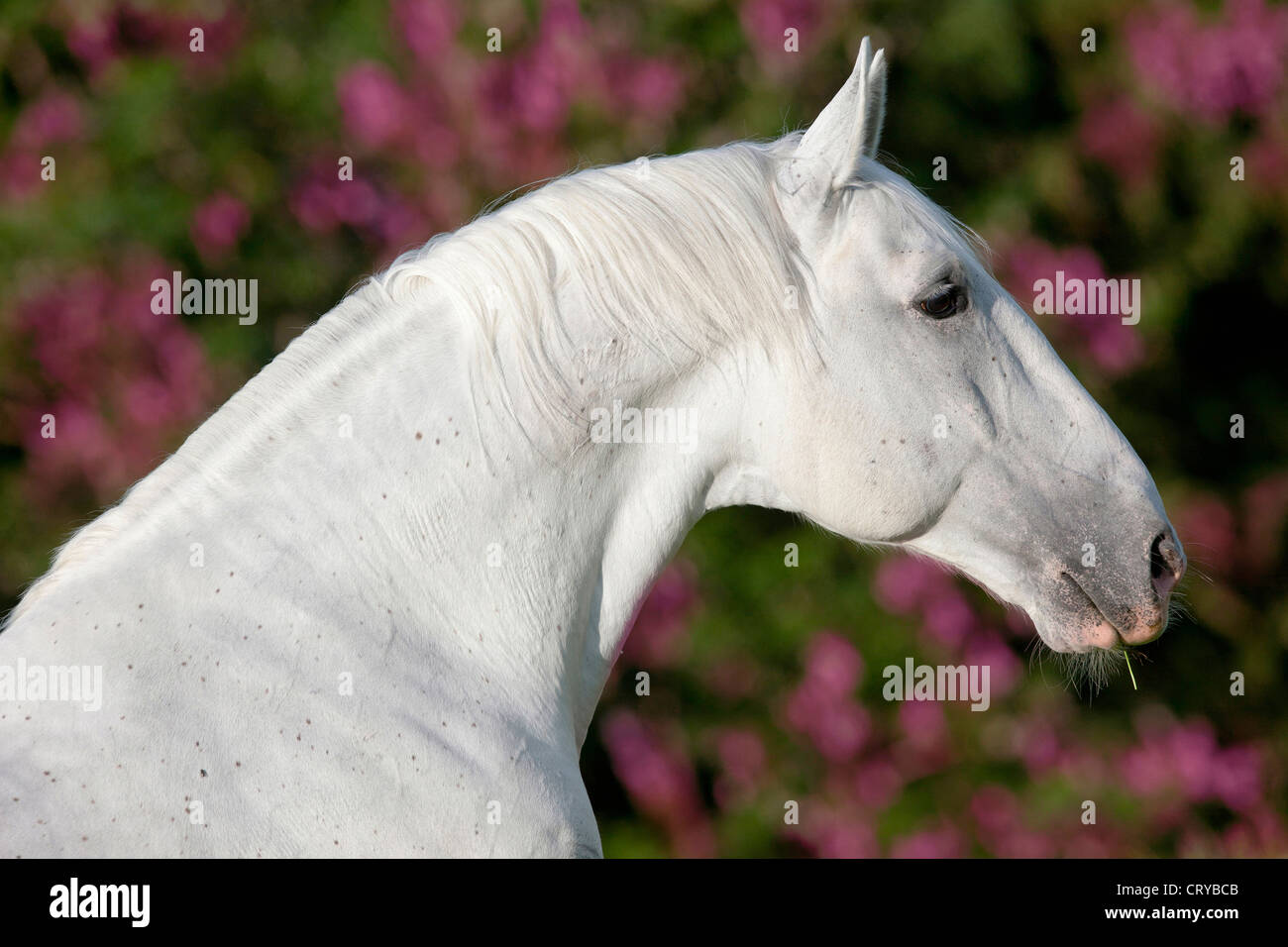 Kladruber Horse Stockfotos & Kladruber Horse Bilder - Alamy