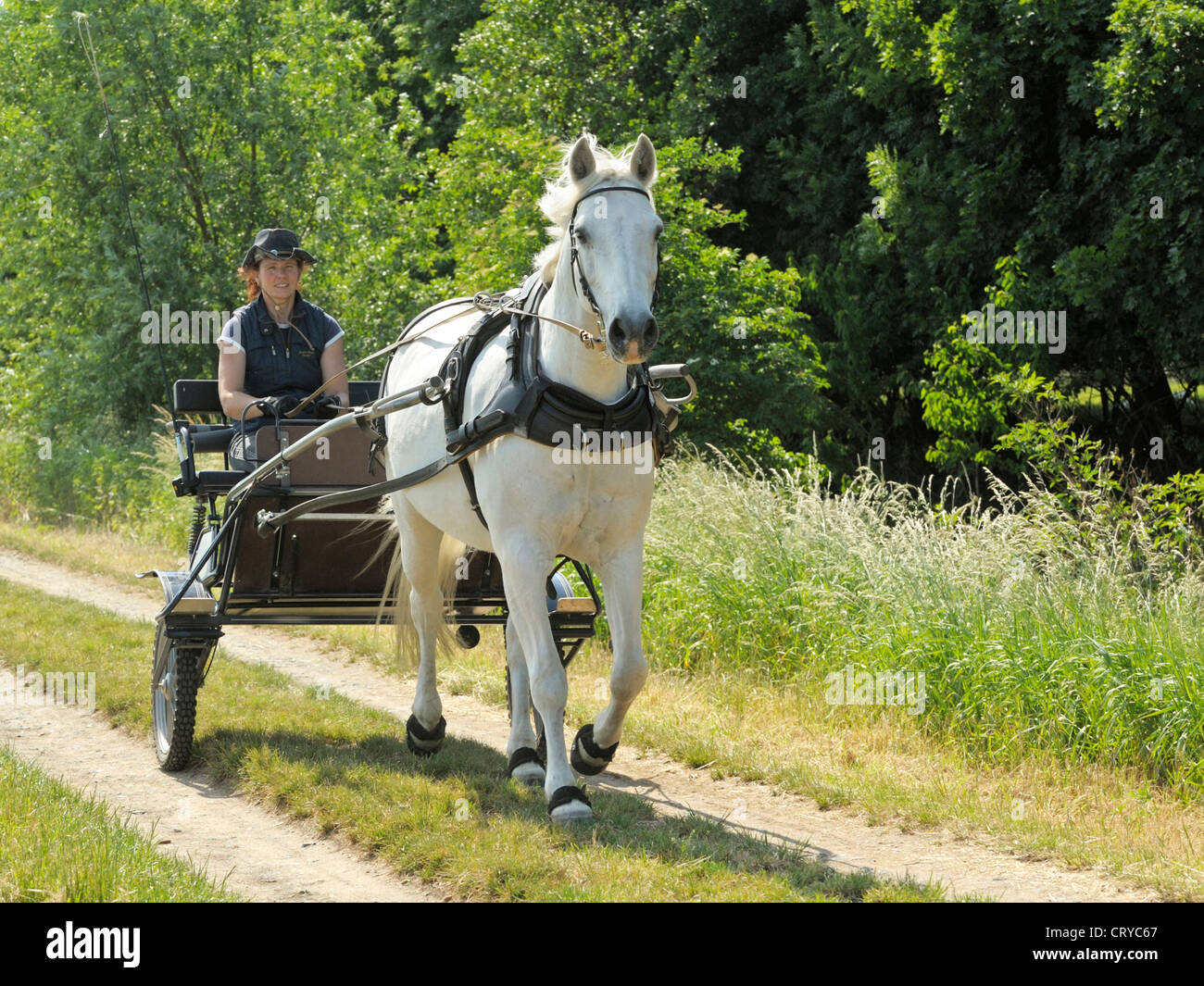 Ein pferd gig -Fotos und -Bildmaterial in hoher Auflösung – Alamy