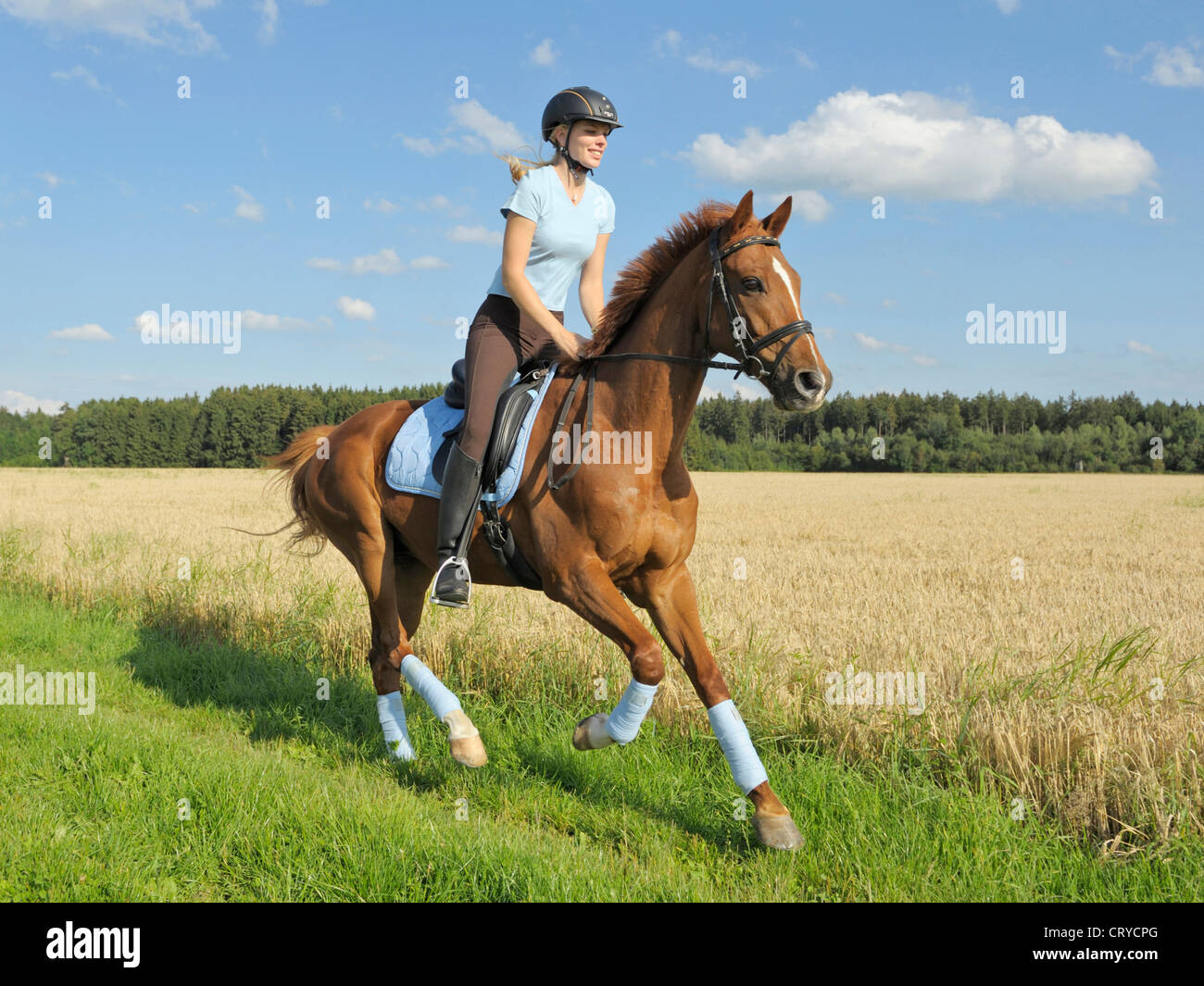 Junge Reiter im Galopp auf einem Trakehner Pferd Stockfotografie - Alamy