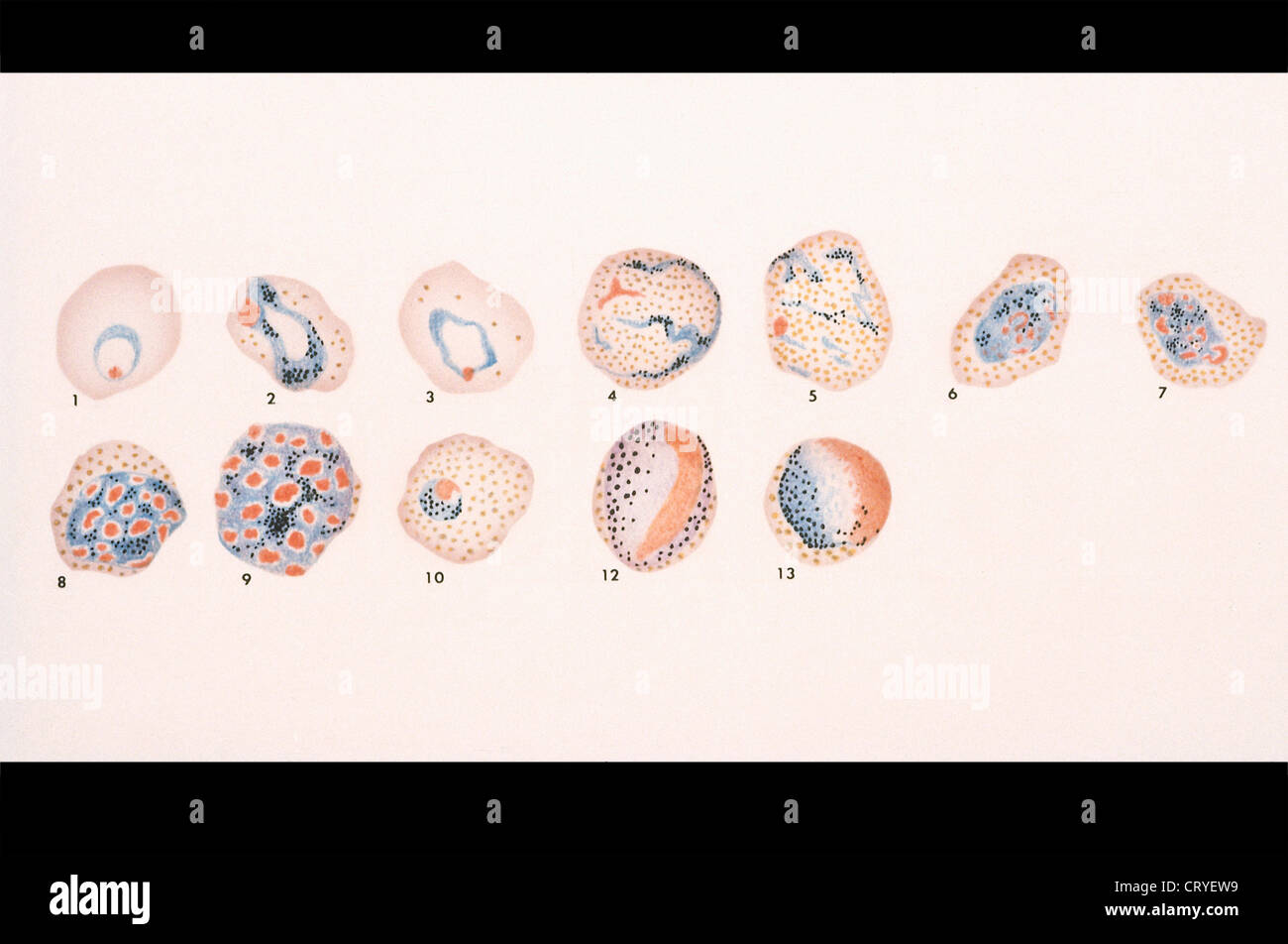 Parasite plasmodium vivax -Fotos und -Bildmaterial in hoher Auflösung – Alamy