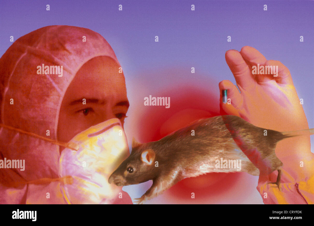 Plague bacteria yersinia pestis -Fotos und -Bildmaterial in hoher ...